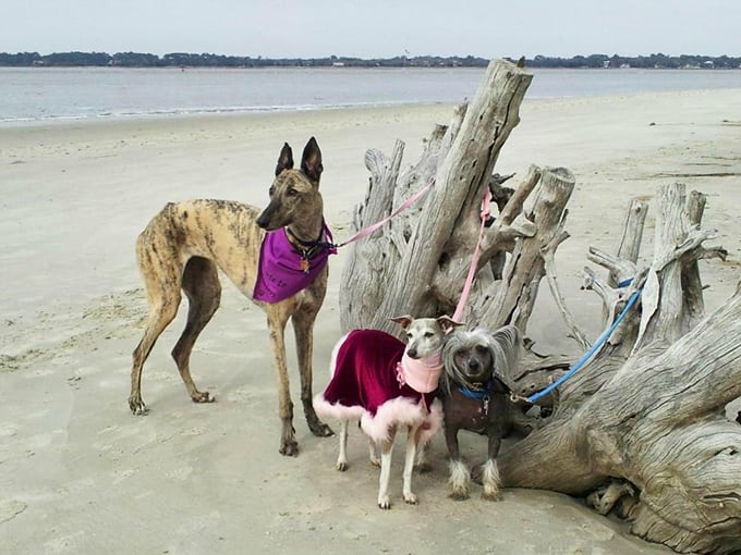 Paws and reflect: Even our four-legged friends can't resist the allure of Driftwood Beach's otherworldly charm.