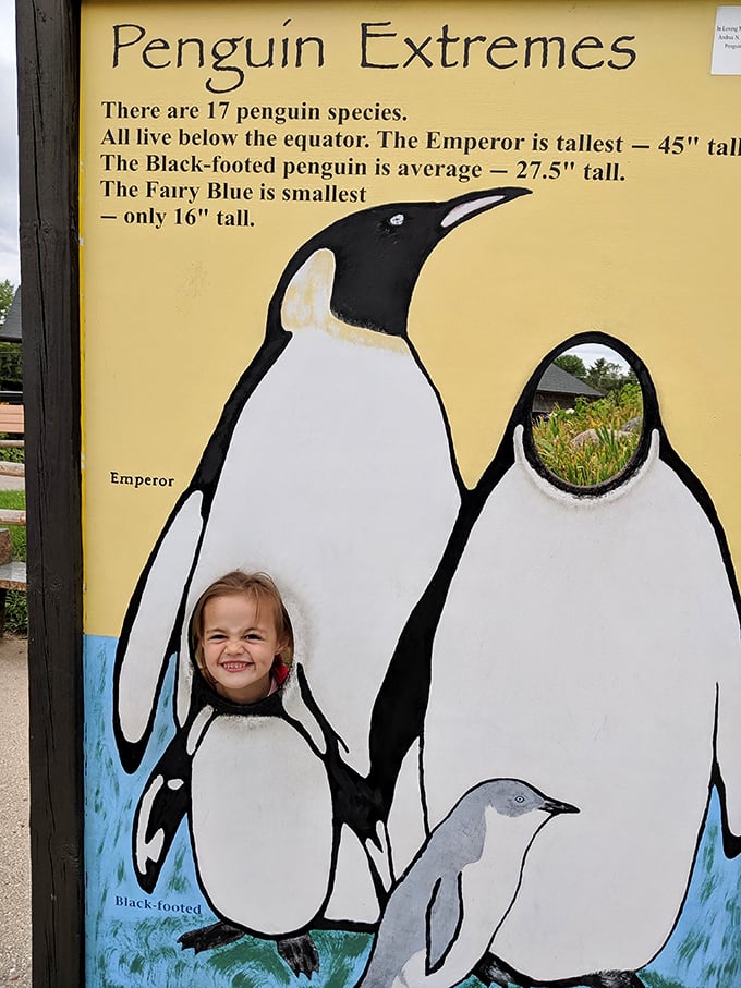 Penguin sizing chart or impromptu comedy show? Either way, this clever display is sure to bring out the kid in everyone."