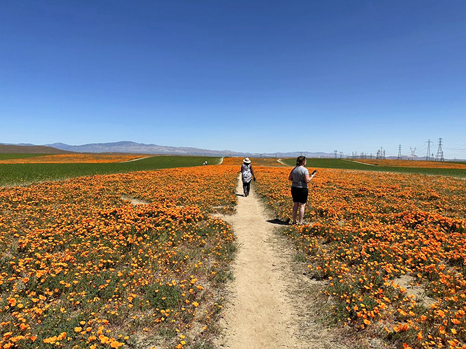 Flower power in full force! These poppies are putting on a show that would make even the most jaded Instagram influencer swoon.