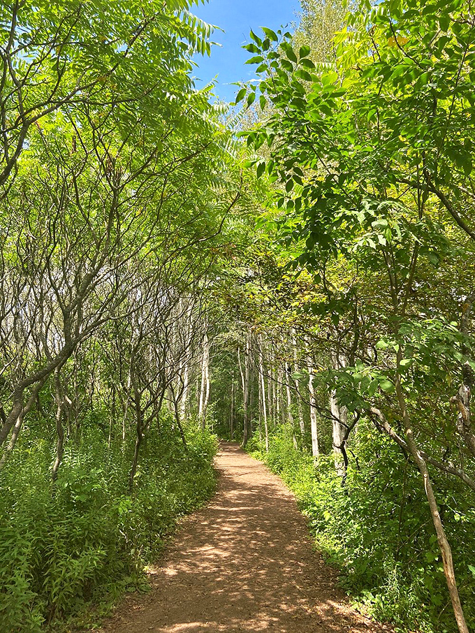 Nature's red carpet unfurls before you. This trail promises a journey through Wisconsin's finest green rooms.