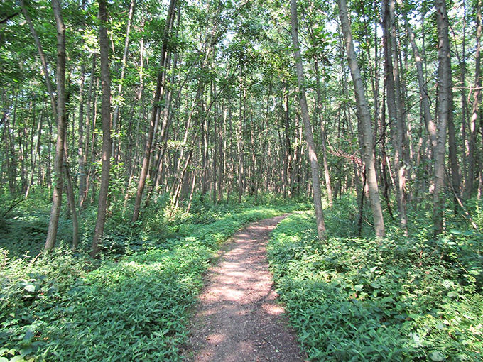 Into the woods we go! This trail is like nature's red carpet, inviting you to strut your stuff among the trees. Just watch out for paparazzi squirrels!