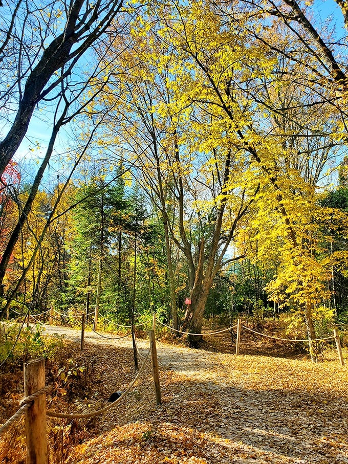 Nature's own fireworks display! Fall foliage bursts with color, creating a backdrop so stunning it could make a leaf blower weep with joy.