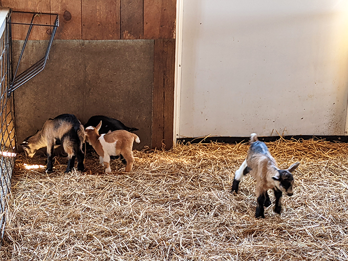 "Kids being kids! These adorable baby goats are living their best life, frolicking in the hay. It's enough to make you want to quit your job and become a goat herder."
