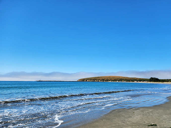Sun, sand, and serenity. Bodega's beaches are nature's antidote to stress &ndash; no prescription required.