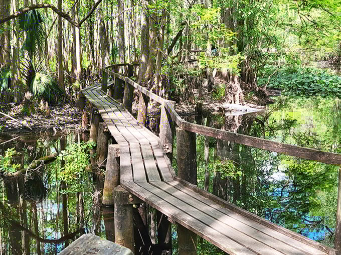 A boardwalk through Highlands Hammock State Park: Nature's obstacle course for the leisurely adventurer. It's like walking through Jurassic Park, minus the dinosaurs (we hope).