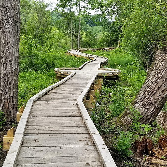 Nature's rollercoaster! This boardwalk twists and turns through the wilderness like a wooden snake playing hide-and-seek with hikers.