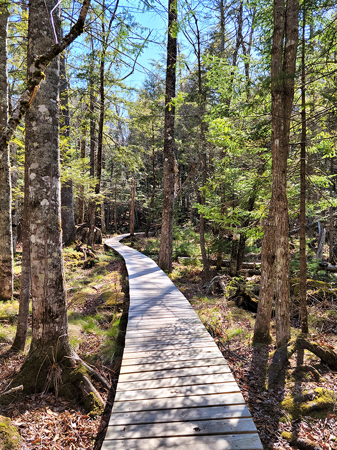 Nature's own obstacle course! This wooden pathway through the forest is like a real-life version of that game we played as kids – "The floor is lava!"