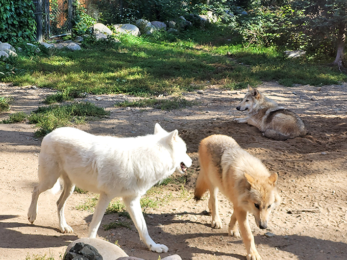 At the International Wolf Center, you'll howl with delight. These magnificent creatures are the rock stars of the animal kingdom, minus the paparazzi and bad hair days.