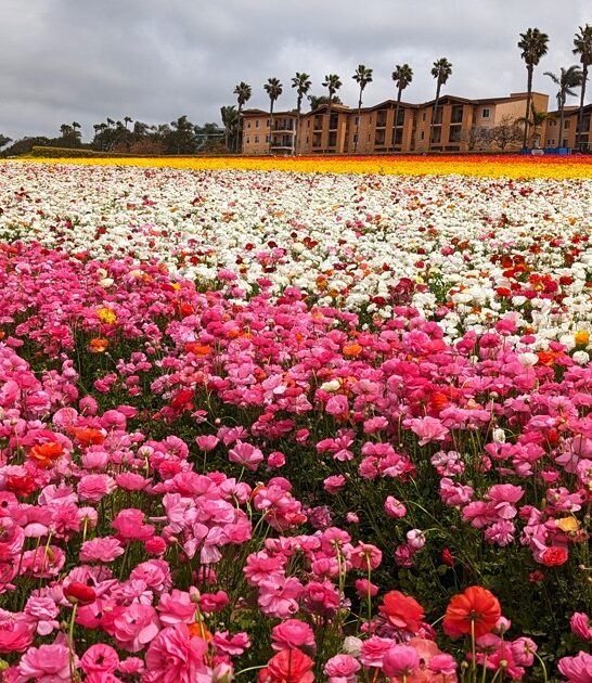 50 acre flower field carlsbad ca ftr