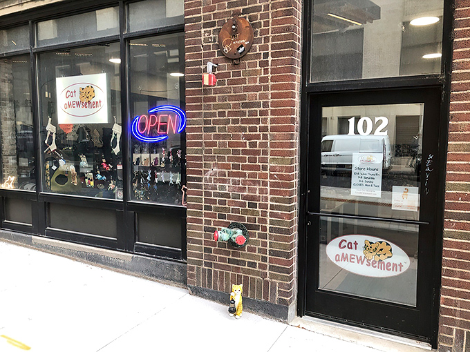 Cat aMEWsement: Where retail therapy gets a furry upgrade! It's like QVC meets Animal Planet, but cuter.