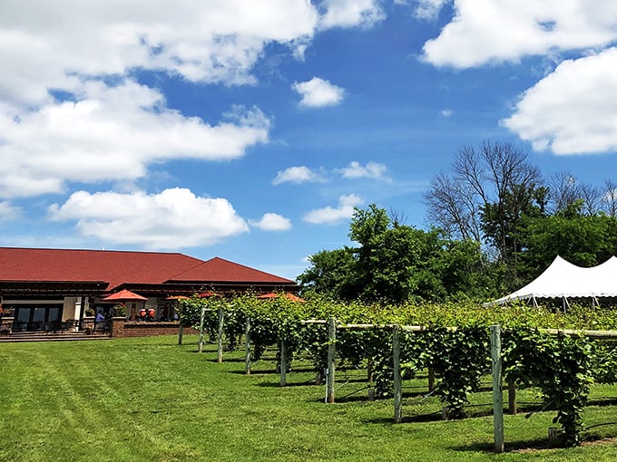 Elmaro Vineyard: Where wine meets wow! These views are so stunning, you might forget to drink. But don't - the wine's just as good.