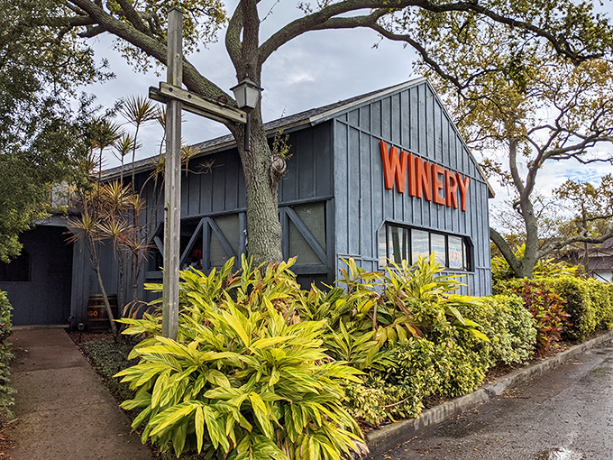 Florida Orange Groves Winery: Citrus sipping central! This St. Pete gem turns Florida's sunshine into liquid gold.