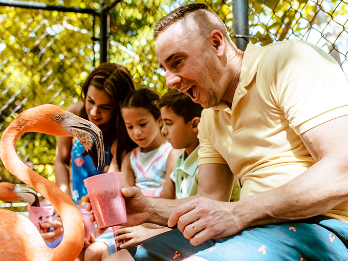 Jungle Island: Where flamingos are the new pink ladies, and every day feels like a tropical getaway.