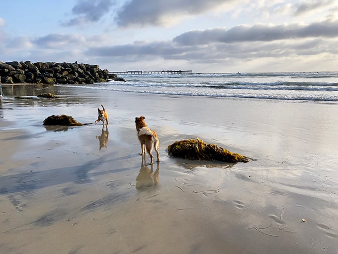 Catching the morning reflections and exploring the seaweed-covered rocks at San Diego's famous Ocean Beach Dog Beach.