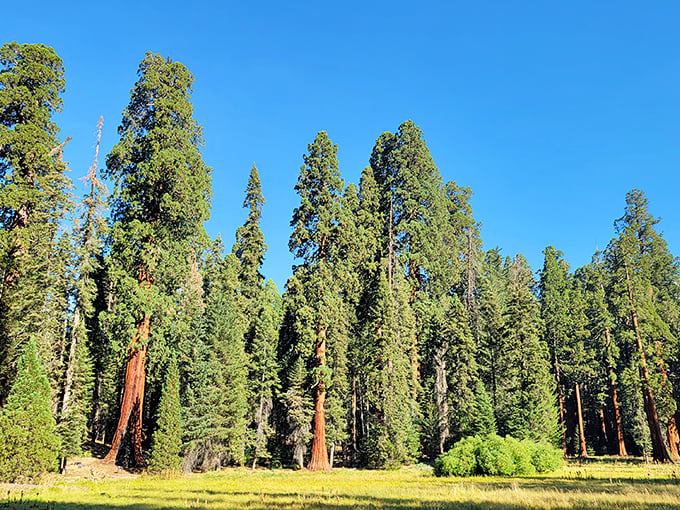 Sequoia's giants reach for the sky, making you feel like you've stumbled into a land of green giants.