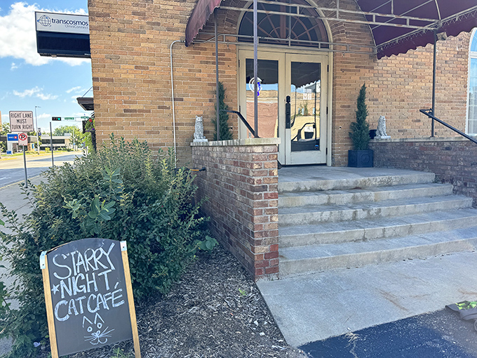 Starry Night Cat Caf&eacute;: Van Gogh would've loved it here. The cats are much better behaved than that whole ear incident.