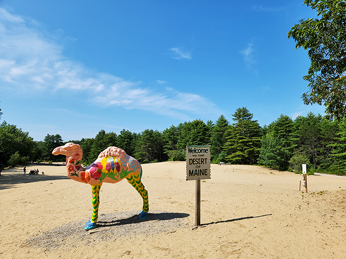 Freeport's sandy surprise: Proof that Maine can do more than just lobsters and lighthouses. Sunscreen optional, sense of wonder required.