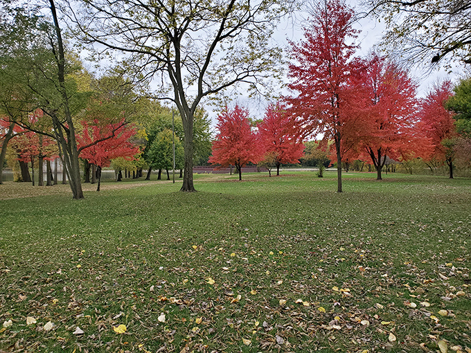 Fall foliage at Gebhard Woods: Nature's own fireworks display. It's so vibrant, you'll wonder if the trees have been taking art classes.