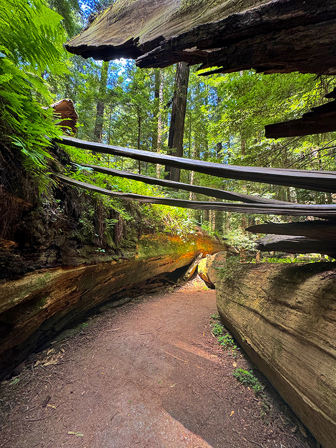 Step into Humboldt's time machine of trees. These ancient redwoods have seen more history than your high school textbook!