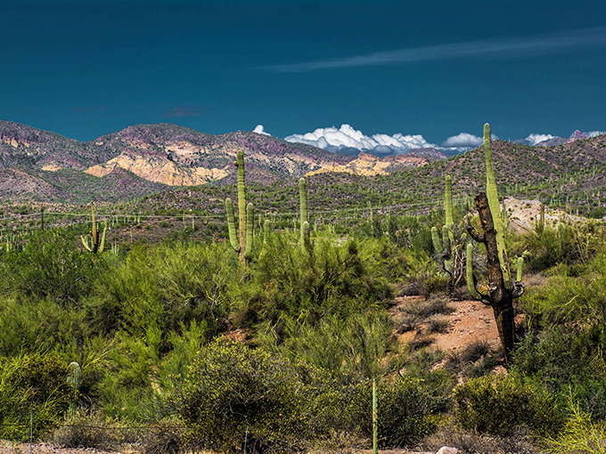 Saguaro sentinels stand guard at Lost Dutchman. These desert giants have seen more sunsets than all of us combined. Talk about staying power!