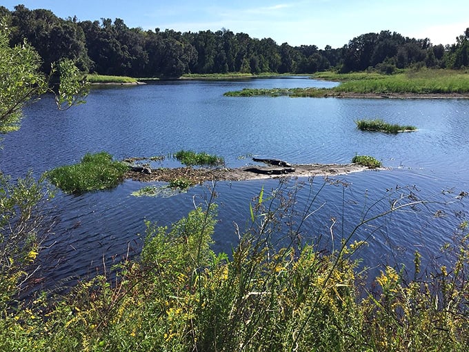 Micanopy's main street: A bibliophile's dream come true. More books than a library convention, with charm to spare.
