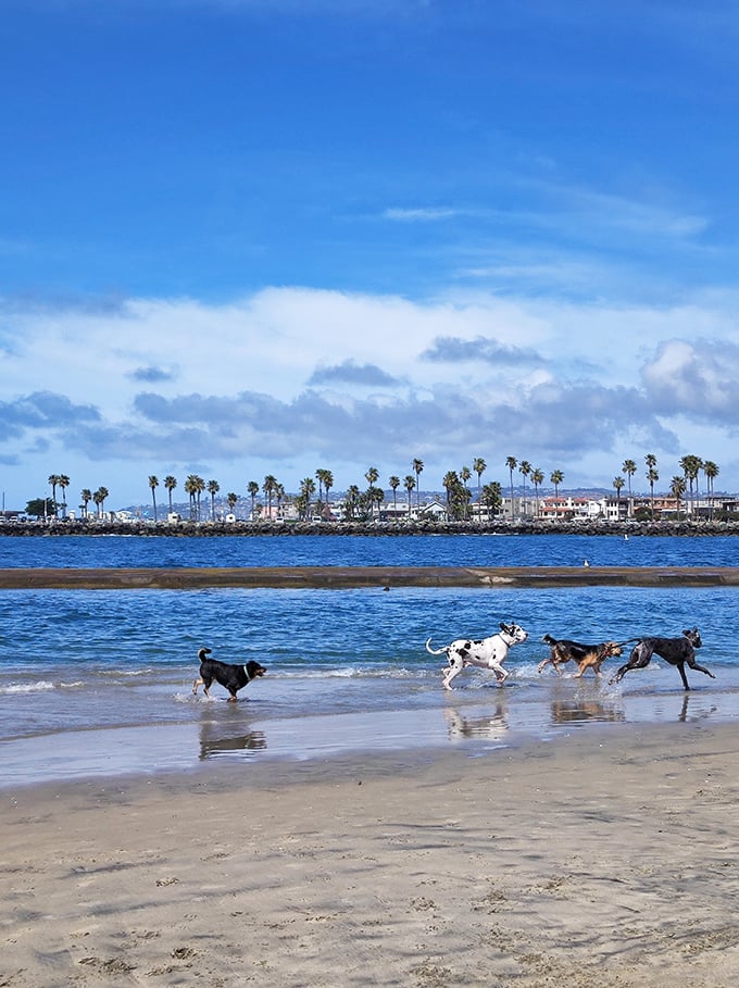 A perfect day for a pack run! These dogs are happily racing along the water at Ocean Beach Dog Beach.