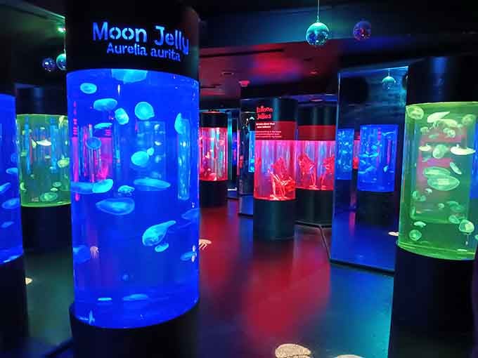 Sharks, and rays, and fish, oh my! Sea Life Minnesota: where the closest you'll get to becoming fish food is deciding what's for lunch.