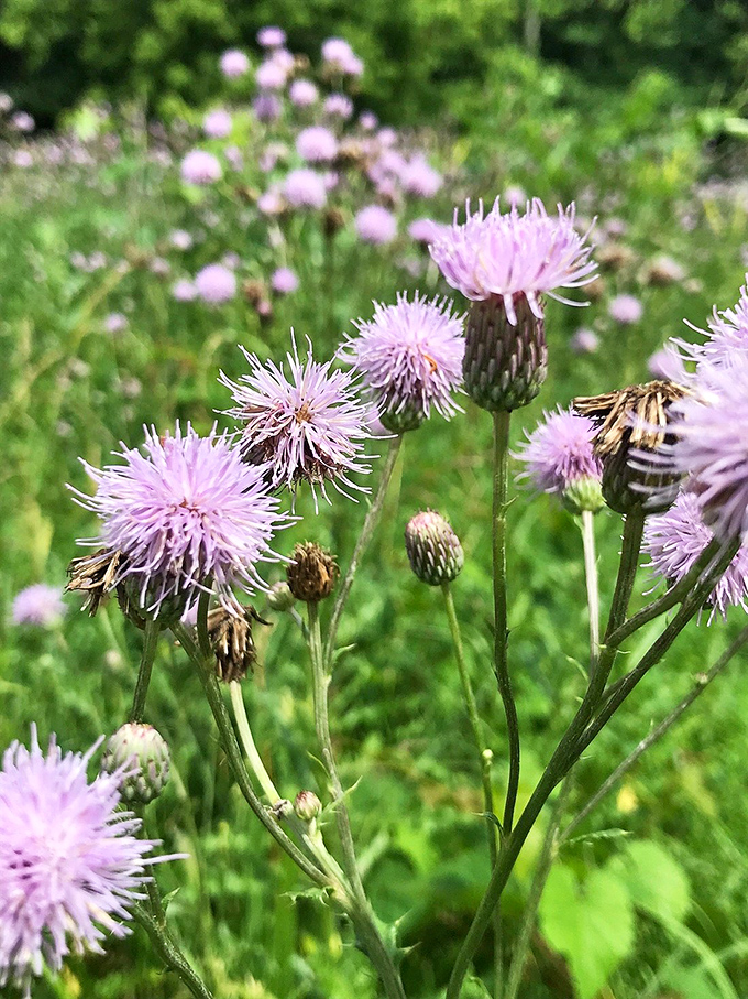 Purple reign! These wildflowers are the Prince of Kickapoo's plant world, adding a pop of royal color to the green symphony.