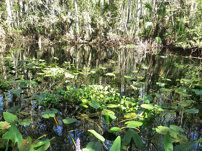 Swamp thing or swamp king? This watery wonderland is a testament to nature's artistry, with lily pads doubling as nature's own floating buffet.
