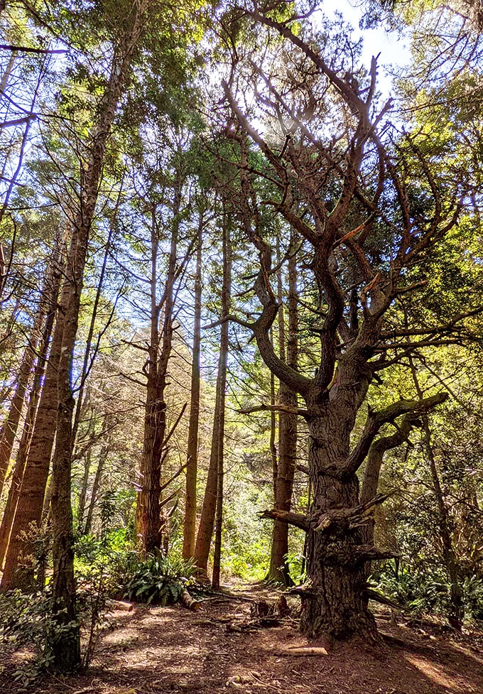 "Who needs Redwood National Park?" These towering sentinels are nature's skyscrapers, no hardhats required.