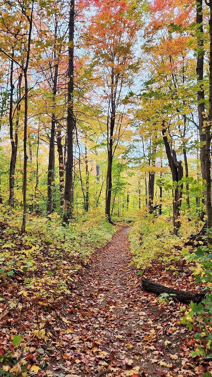 Autumn's red carpet: Nature rolls out its most vibrant welcome mat, inviting hikers to strut their stuff down this golden trail.