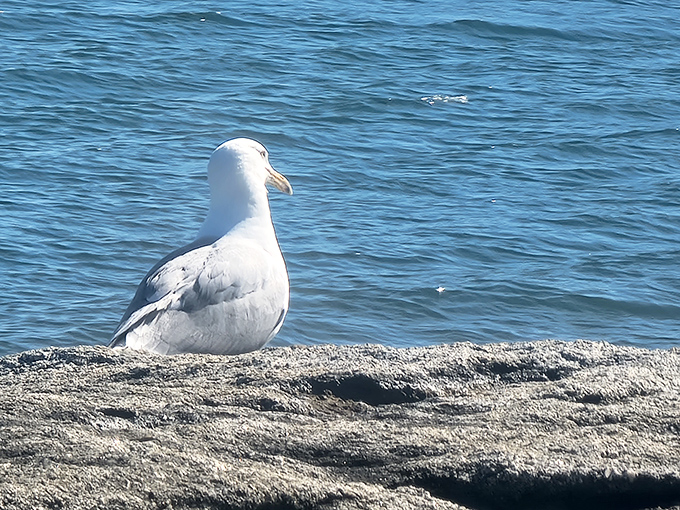 "Paint me like one of your French gulls!" This feathered friend is clearly ready for its close-up. Seagull or supermodel? You decide.