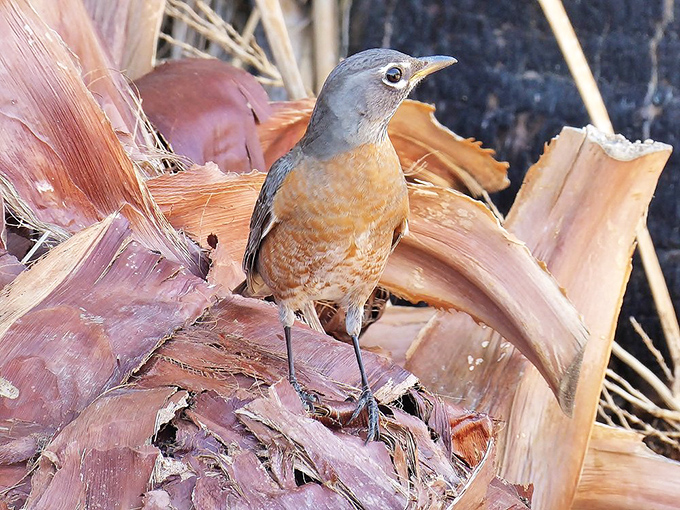 Meet the local welcoming committee! This little bird looks like he's auditioning for a desert remake of "The Birds" &ndash; but much cuter and less terrifying.