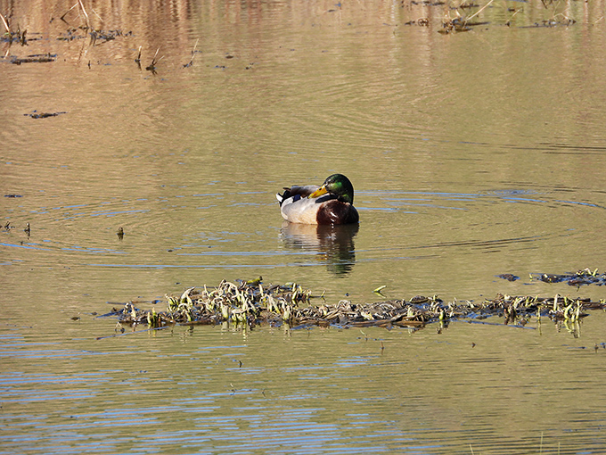 Duck, duck, gorgeous! This feathered fashionista is living its best life on Niles' waterways. Talk about a picture-perfect moment!