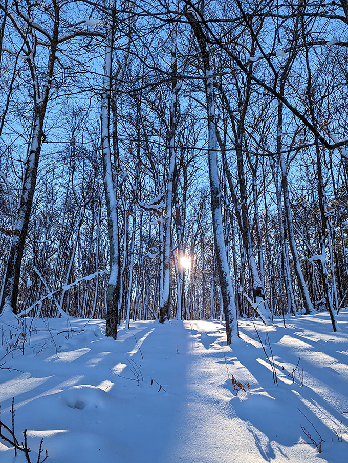 Winter wonderland or scene from Narnia? The sun peeks through, turning this snowy forest into a magical realm. Mr. Tumnus, is that you?