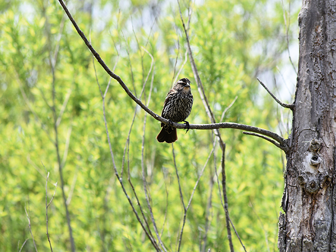 Birdwatchers, rejoice! This feathered friend is ready for its close-up. No paparazzi, please &ndash; just binoculars and patience.