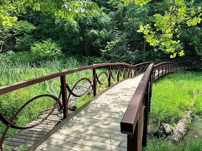 Bridge over tranquil water! This boardwalk isn't just a path; it's an invitation to lose yourself in nature's embrace.