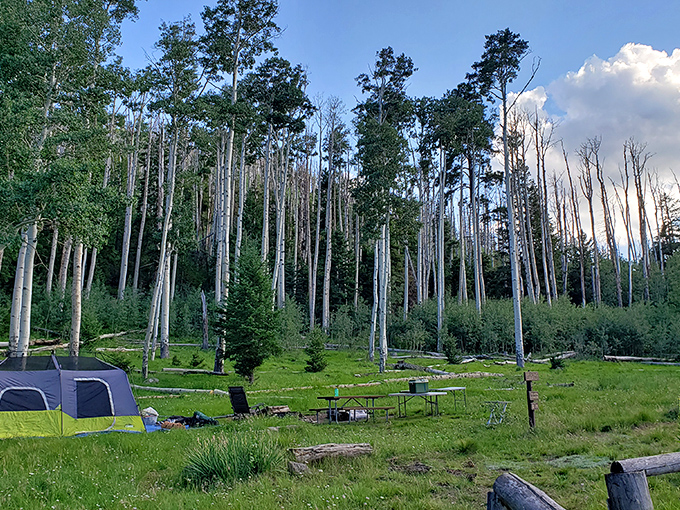 Camping goals: achieved! This spot's got more ambiance than a five-star hotel, and the nightly entertainment? A billion stars!