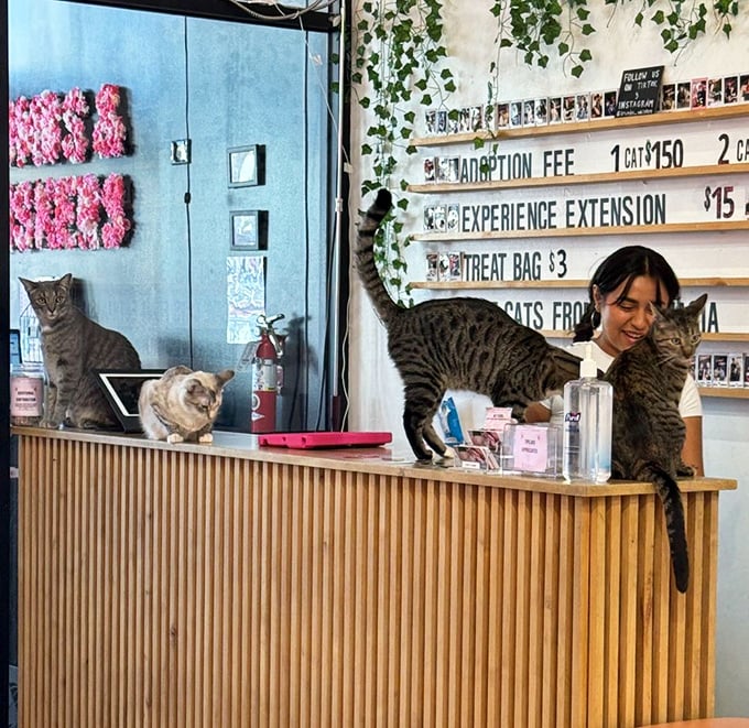 "Welcome to Crumbs & Whiskers, where the staff is friendly and the cats are the real managers." This counter is where human-feline negotiations begin.