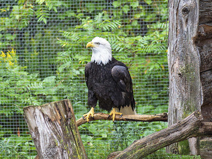 America's symbol of freedom, perched majestically. No wonder Benjamin Franklin lost the national bird debate!