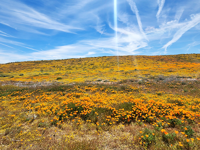 Rolling hills of gold! It's like someone spilled a giant bottle of sunshine across the landscape. No leprechaun required for this treasure.