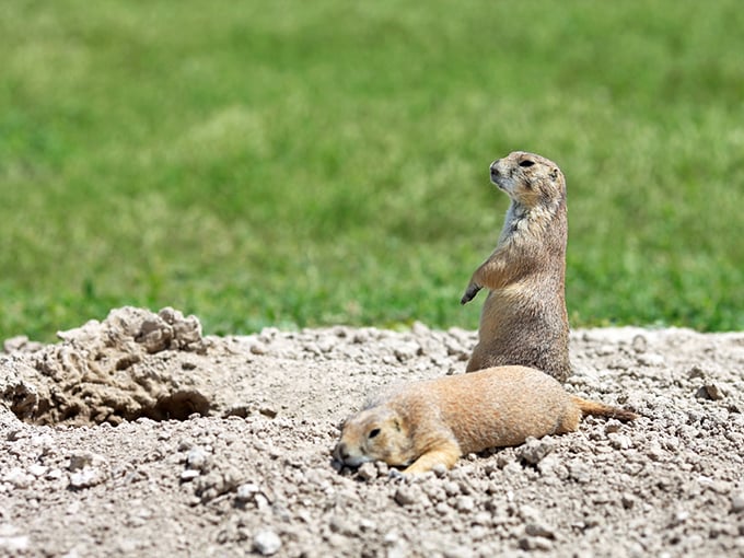 Nature's own comedy duo! These prairie dogs could give Abbott and Costello a run for their money with their perfectly timed pop-up routine.