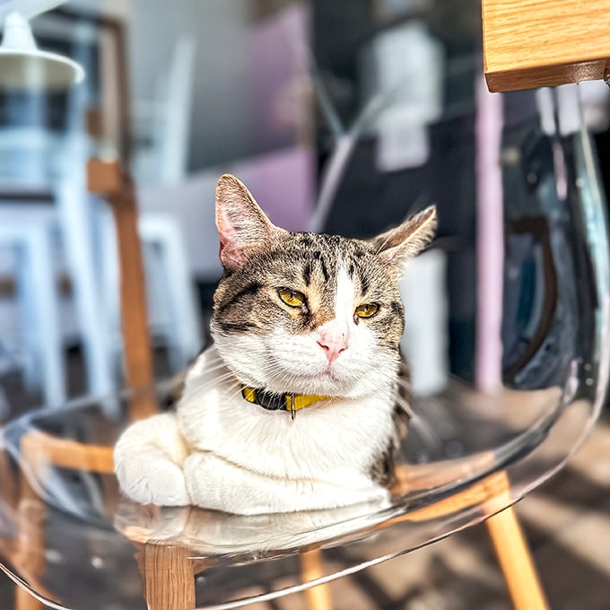 "Paint me like one of your French cats," says this dapper resident. Lounging in style, this kitty knows how to work the room.