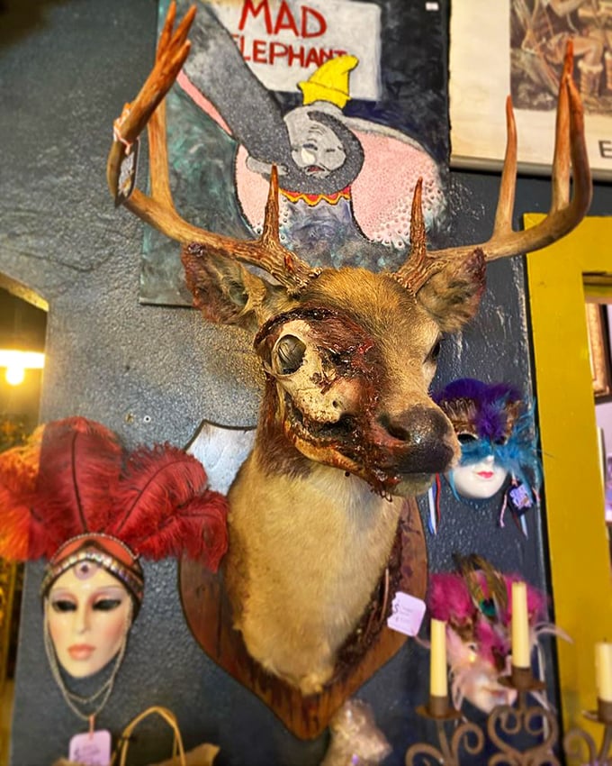 This deer mount's seen things, man. It's got that thousand-yard stare of someone who's been to Burning Man one too many times.