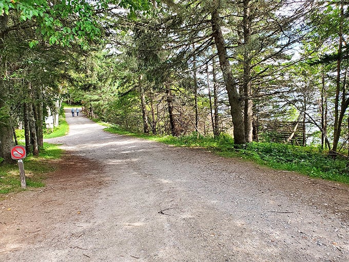 Nature's red carpet: a winding trail through a green canopy. Paparazzi replaced by chirping birds and rustling leaves.