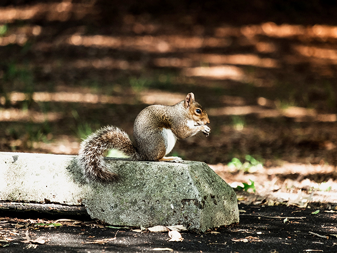 Squirrel away some memories: Martinak's furry residents are ready for their close-up. Just don't expect them to share their secret nut stashes!