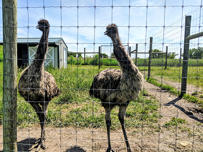 "Emu-sing encounters! These curious birds look like they're auditioning for a remake of 'The Road Runner Show'. Beep beep!"