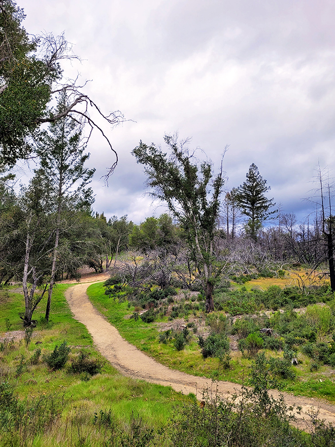Winding trails and whispers of ancient forests &ndash; this path through Calistoga's wilderness is better than any yellow brick road.