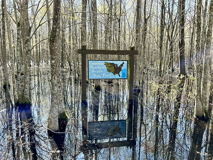 Mother Nature's idea of a water feature. This swampy wonderland is like a spa day for cypress trees &ndash; mud masks included!