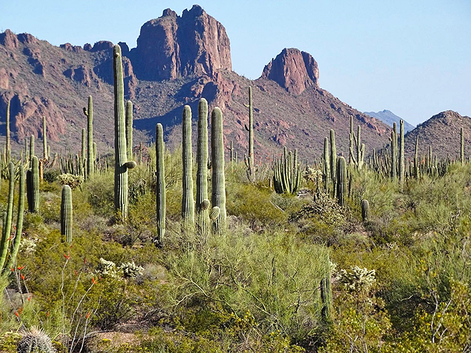 "Who needs Disneyland when you've got this?" A sandstone wonderland of towering cacti and rugged peaks. Mother Nature's own Frontierland, without the long lines or overpriced churros.